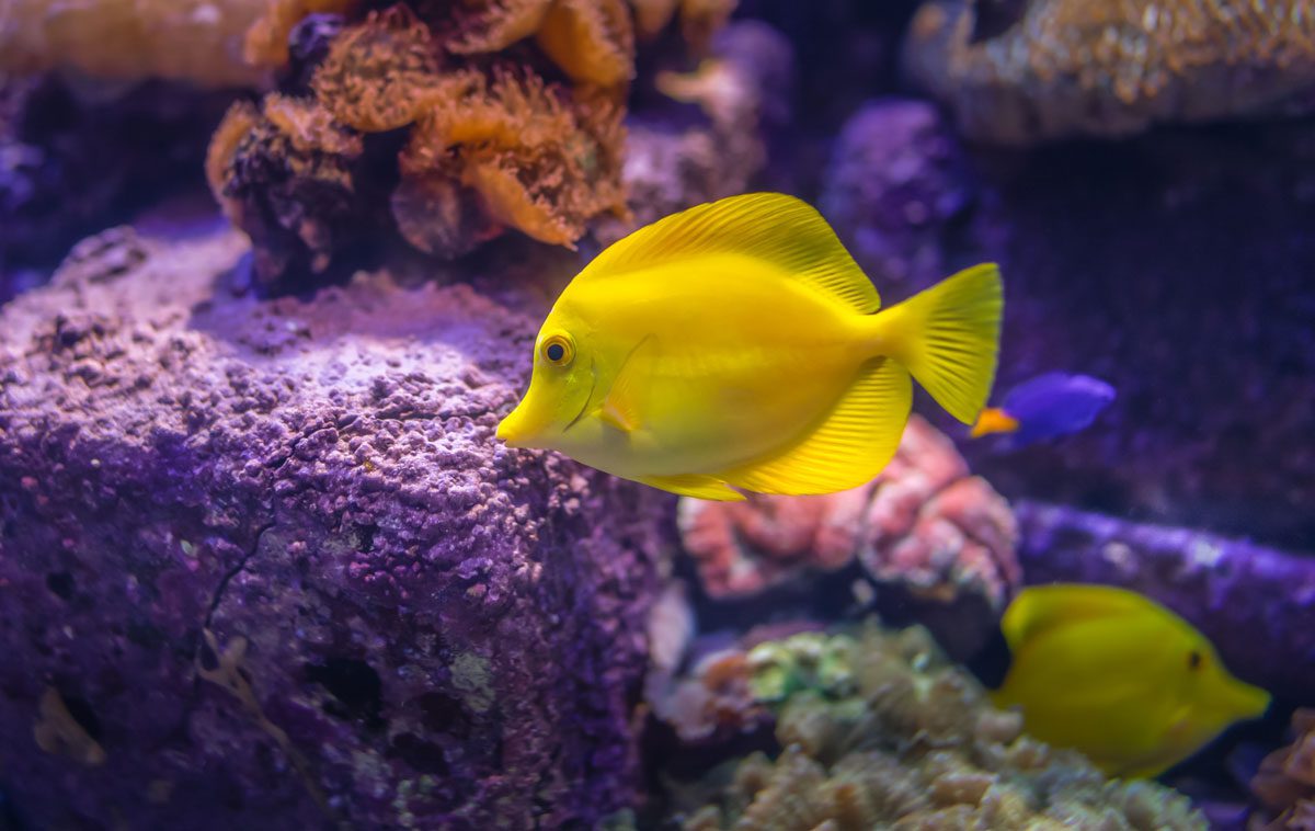 L’Acquario Civico di Milano: un meraviglioso viaggio tra pesci ...
