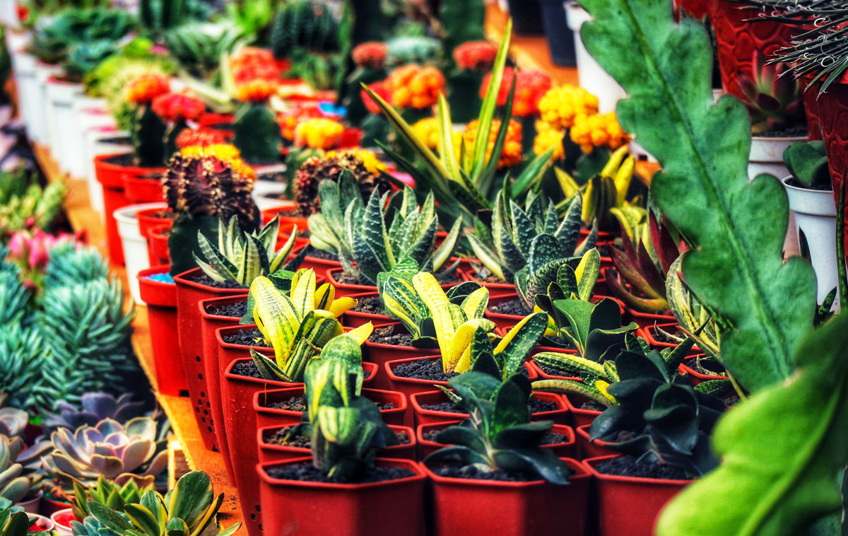 Piantala: torna a Milano il plants pop up sale più grande d’Europa con ...